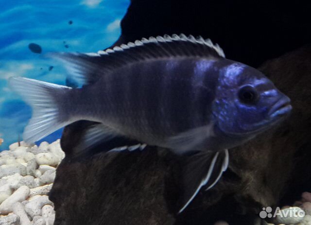 Редкий вид Pseudotropheus Acei Ngara