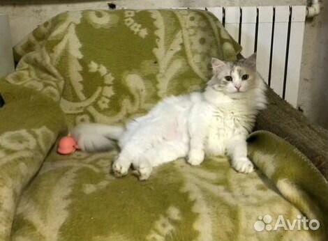 Красотка Бася в добрые руки