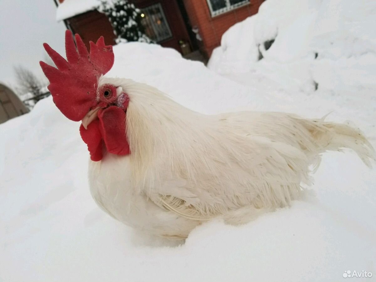 Мини куры В66 а77 в33 п11