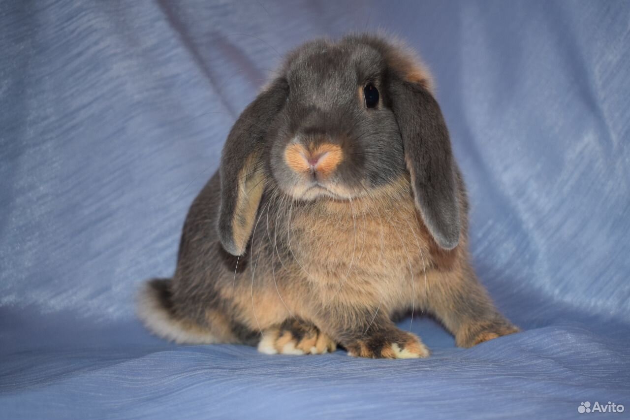 Голубая огневка. Редкий окрас. Питомник. Доставка