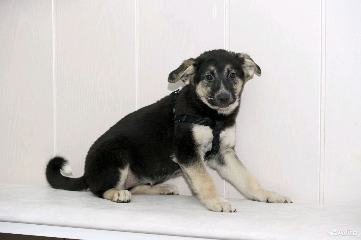 Щенуля с отлова, ласковая, привита