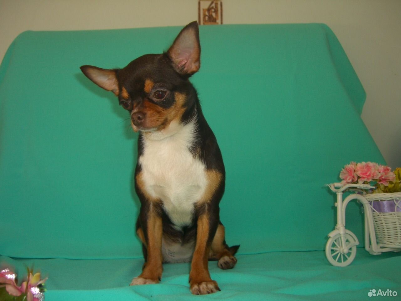 Подрощенная шоколадная красавица