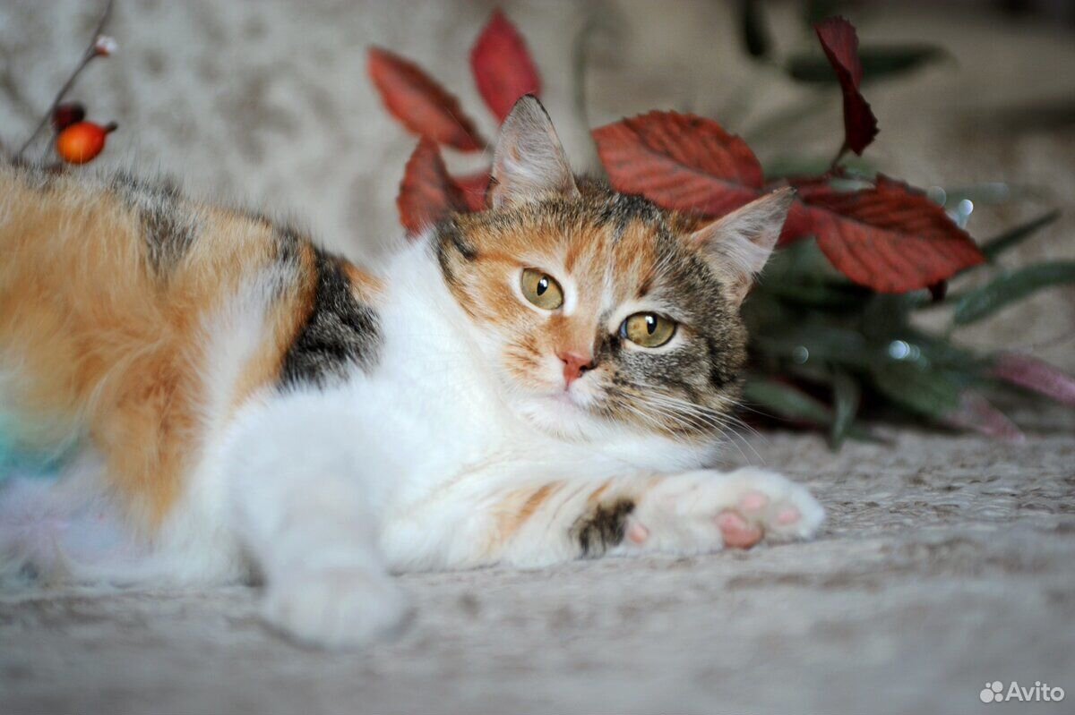 Баффи-молодая кошечка в дар