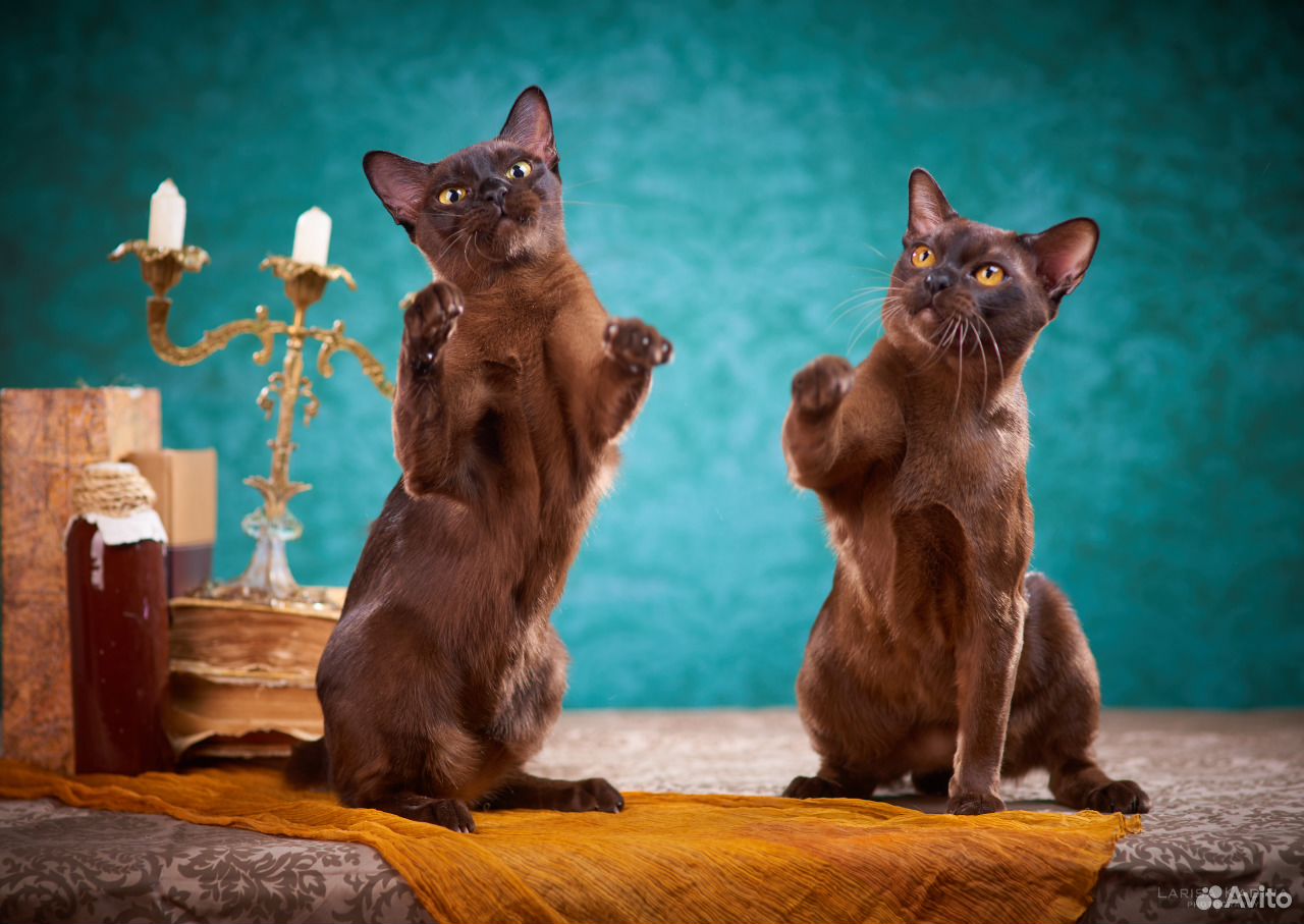 Бурмята от титулованных родителей