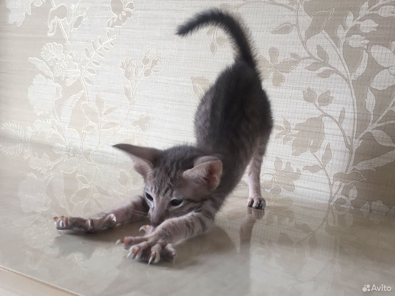 Голубое Пятно