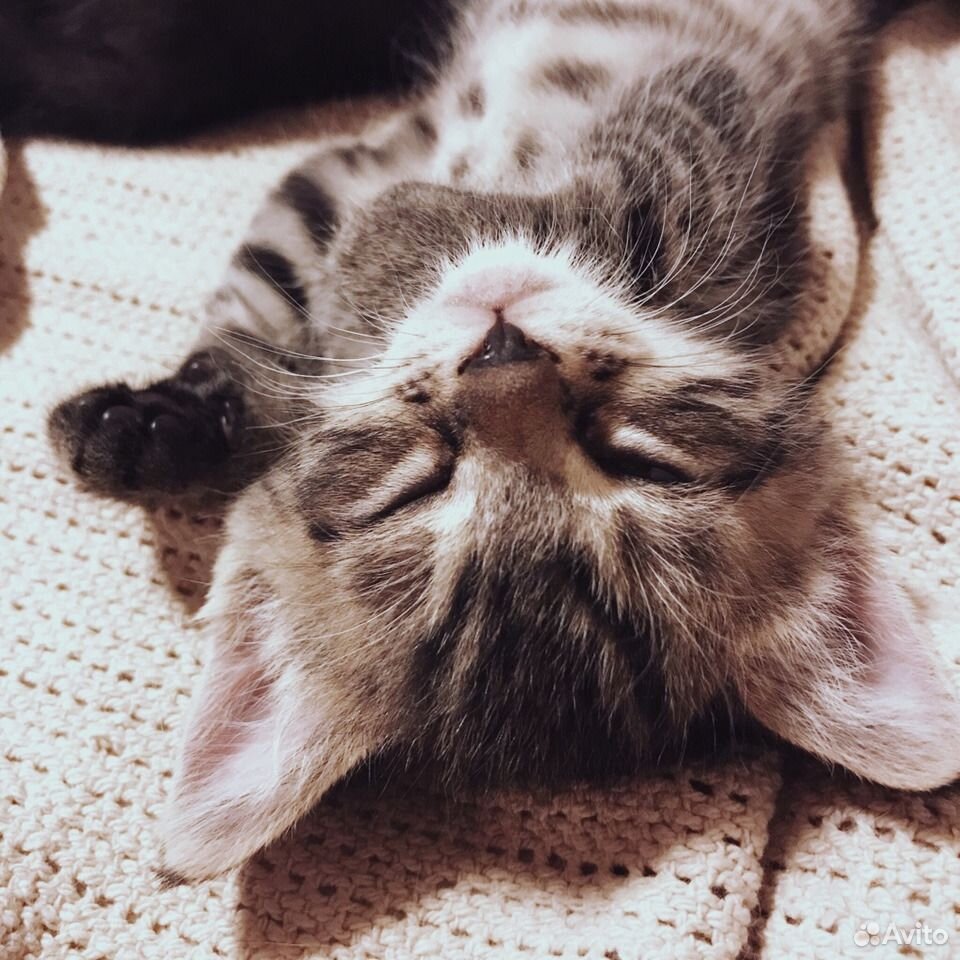Котята мейн-куна