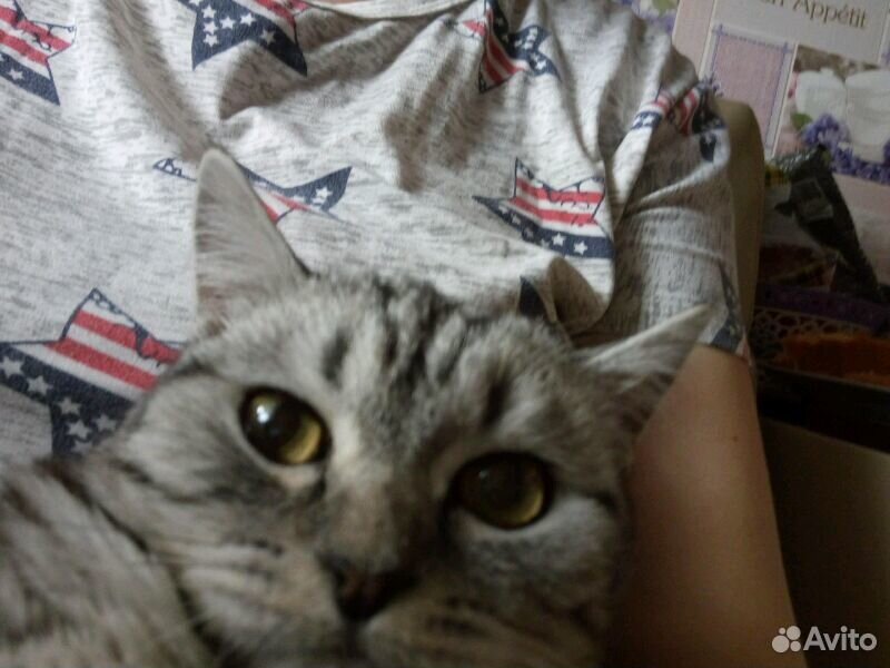 Кошка вискас на вязку