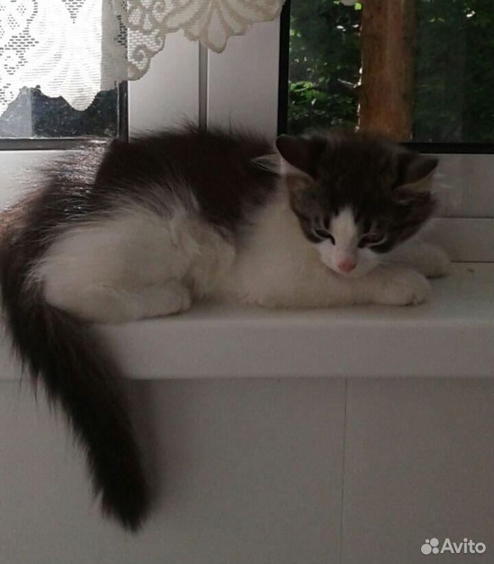 Плюшевые, дымчато-полосатые котята в добрые руки