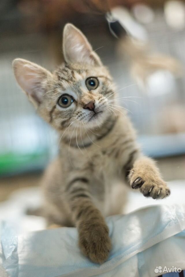 Очаровашка-котеночек-тигреночек Хоуп в дар