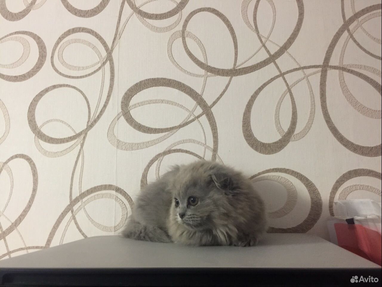 Кошечка Хайленд фолд