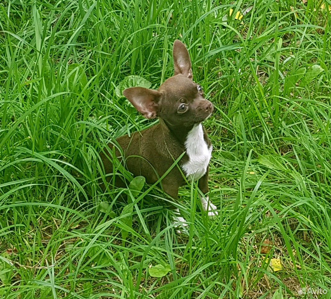 Девочка чихуа хуа