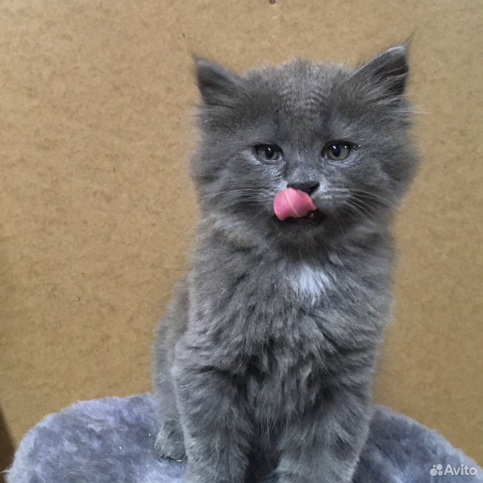 Котенок девочка и мальчик