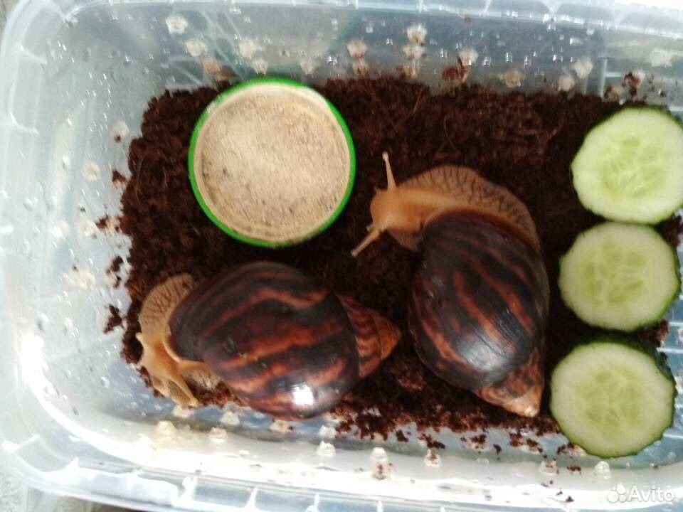 Улитки achatina immaculata