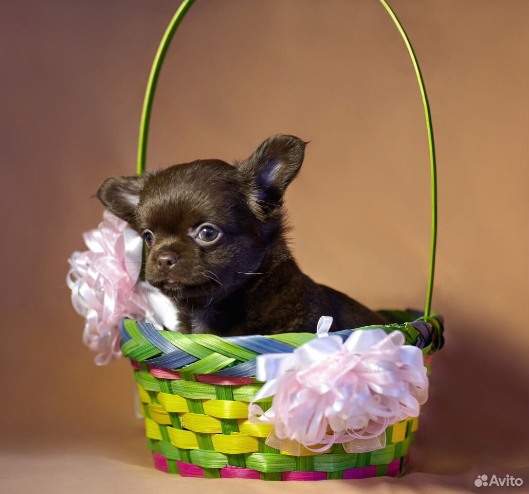 Нежный и плюшевый мишутка