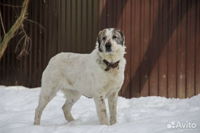 Мася-Масяня