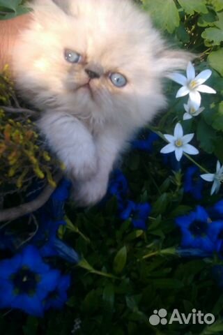 Будущий победитель всех выставок