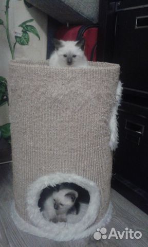 Тайские котята