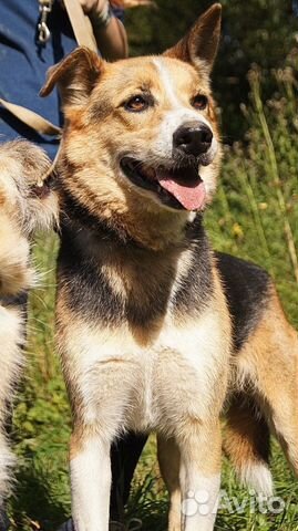 Тобби-спокойный и воспитанный пёс в дар