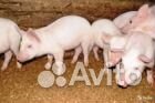 Продаю поросят