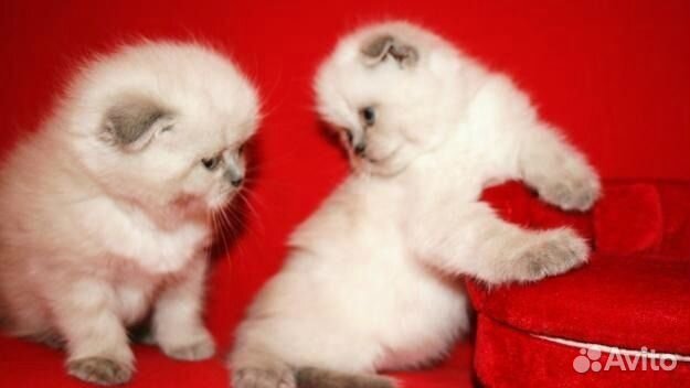 Лилак пойнт вислоухие и блю пойнт котята
