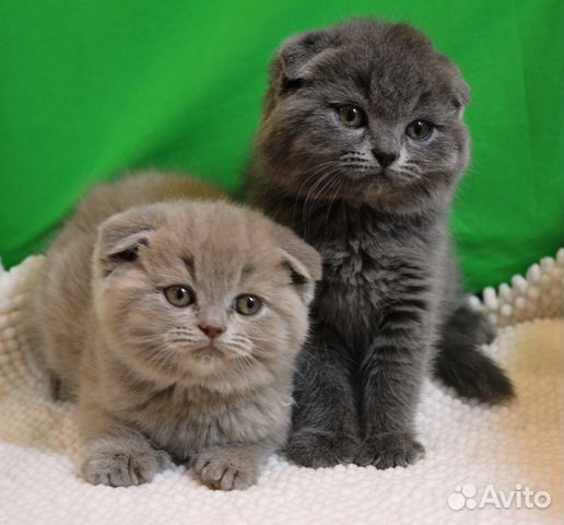 Красота спасет мир