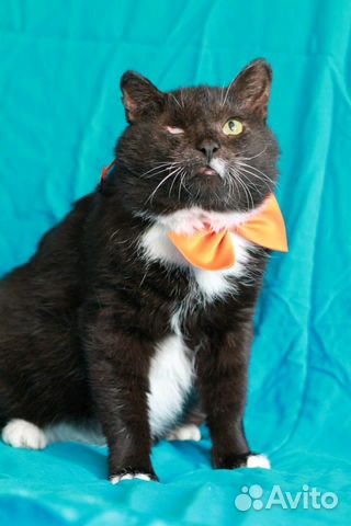 Сказочный Наполеон в поисках счастья