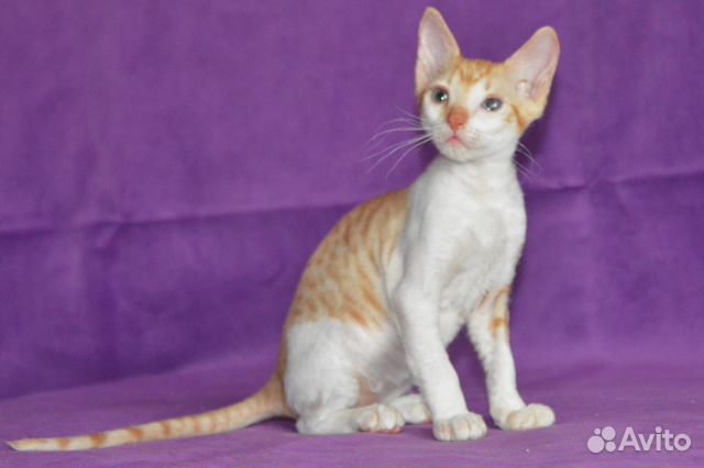 Красное и белое уральский рекс девочка