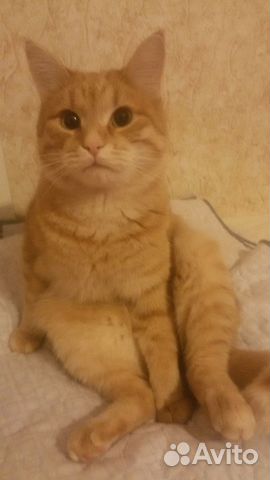 Отдам в хорошие руки рыжего котенка