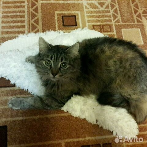 Ищет дом кошечка