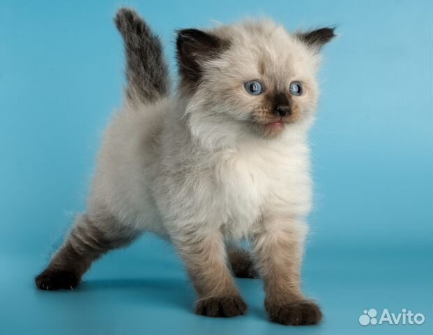 Шикарная девочка из питомника от чемпионов мира