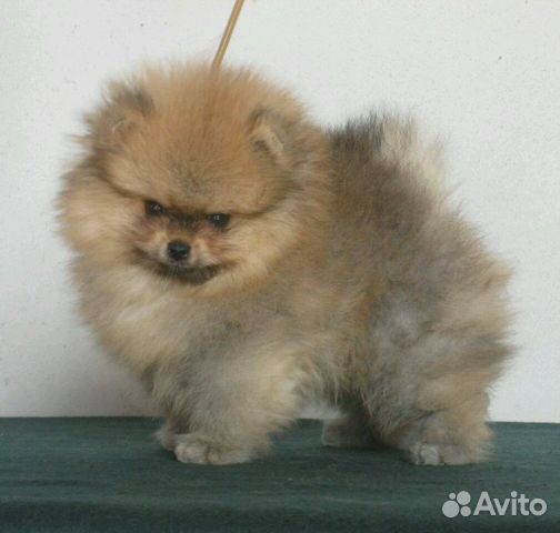 Девочка цвергшпиц мини