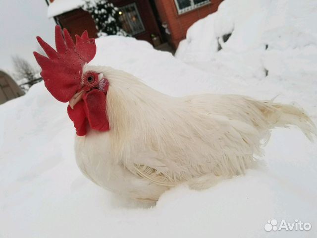 Мини куры В66 а77 в33 п11