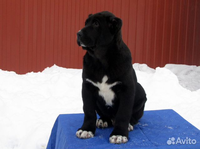 Щенки алабая (сао) с документами РКФ