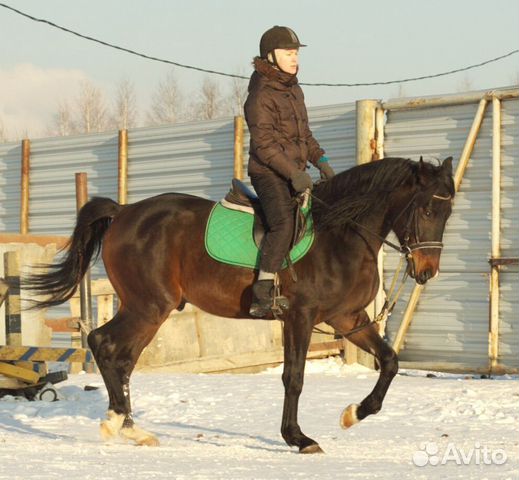 Предлагаются к продаже спортивные племенные лошади