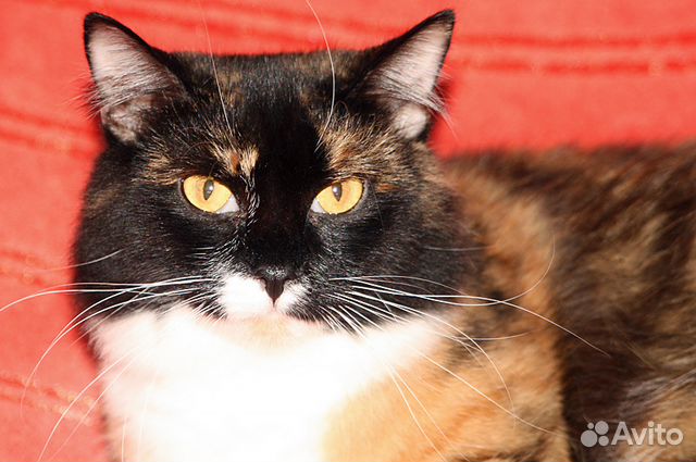 Трехцветная красавица Ксюша,в добрые руки