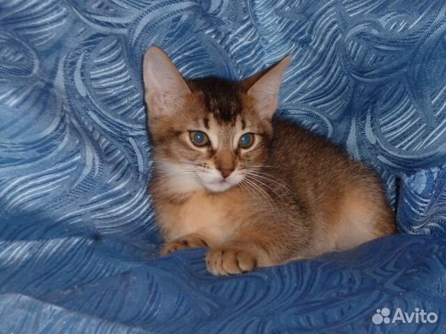 Абики дикого окраса