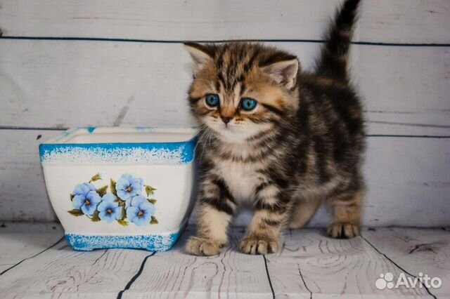 Британские котята из питомника
