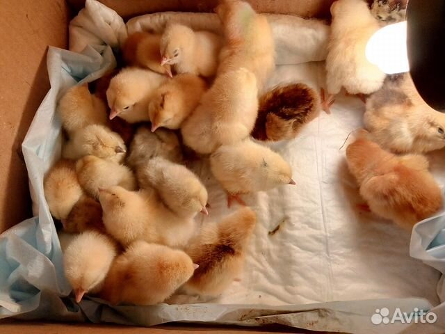 Цыплята, Мододки, Петушки Кохинхин