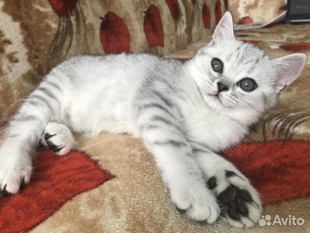 Шотландская кошечка