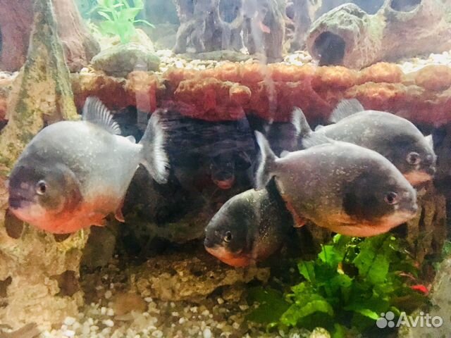 Пираньи Наттерера