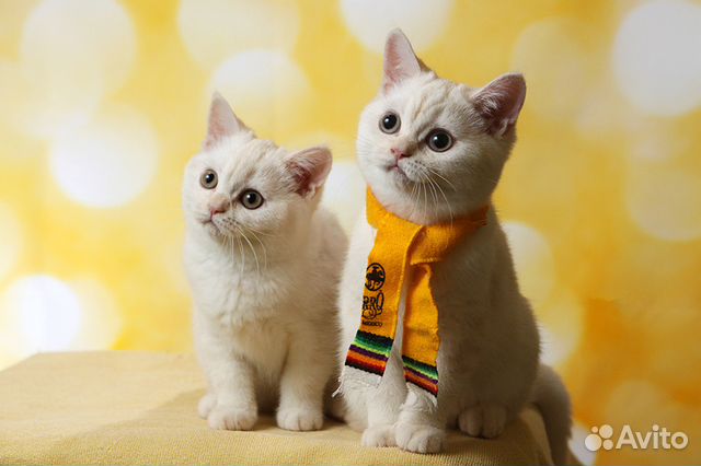 Очаровашки бриташки