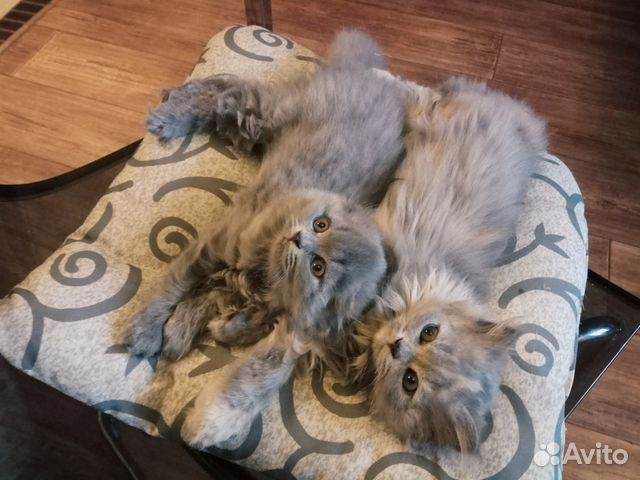 Шотландские котята