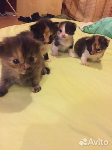 Отдаём малышей