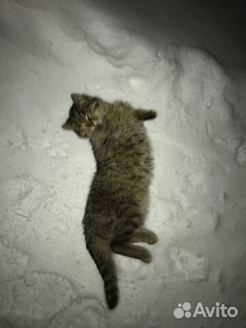Котята 8 мес
