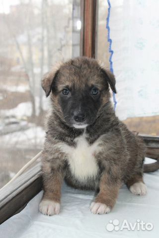 Щенулька Аленка в добрые руки