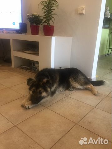 Найдена собака, мальчик, щенок подросток. Даром