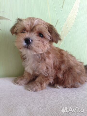 Продаются породистые щенки