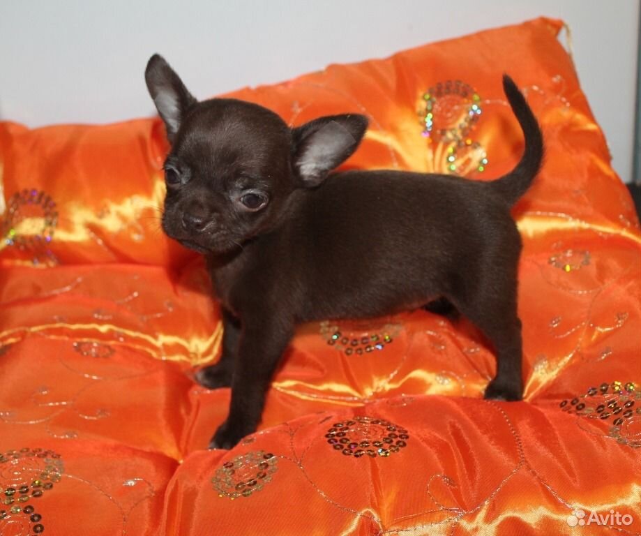 Чихуа-хуа красивая мини малышка Шикар
