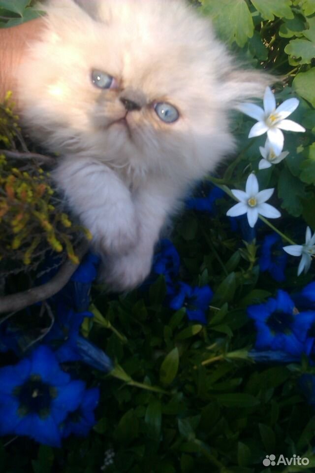 Будущий победитель всех выставок