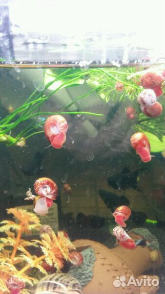 Улитки для аквариума красные